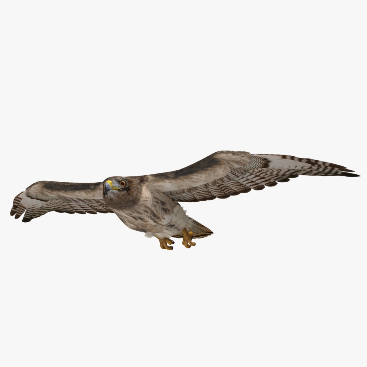3d model buteo jamaicensis red-tailed hawk