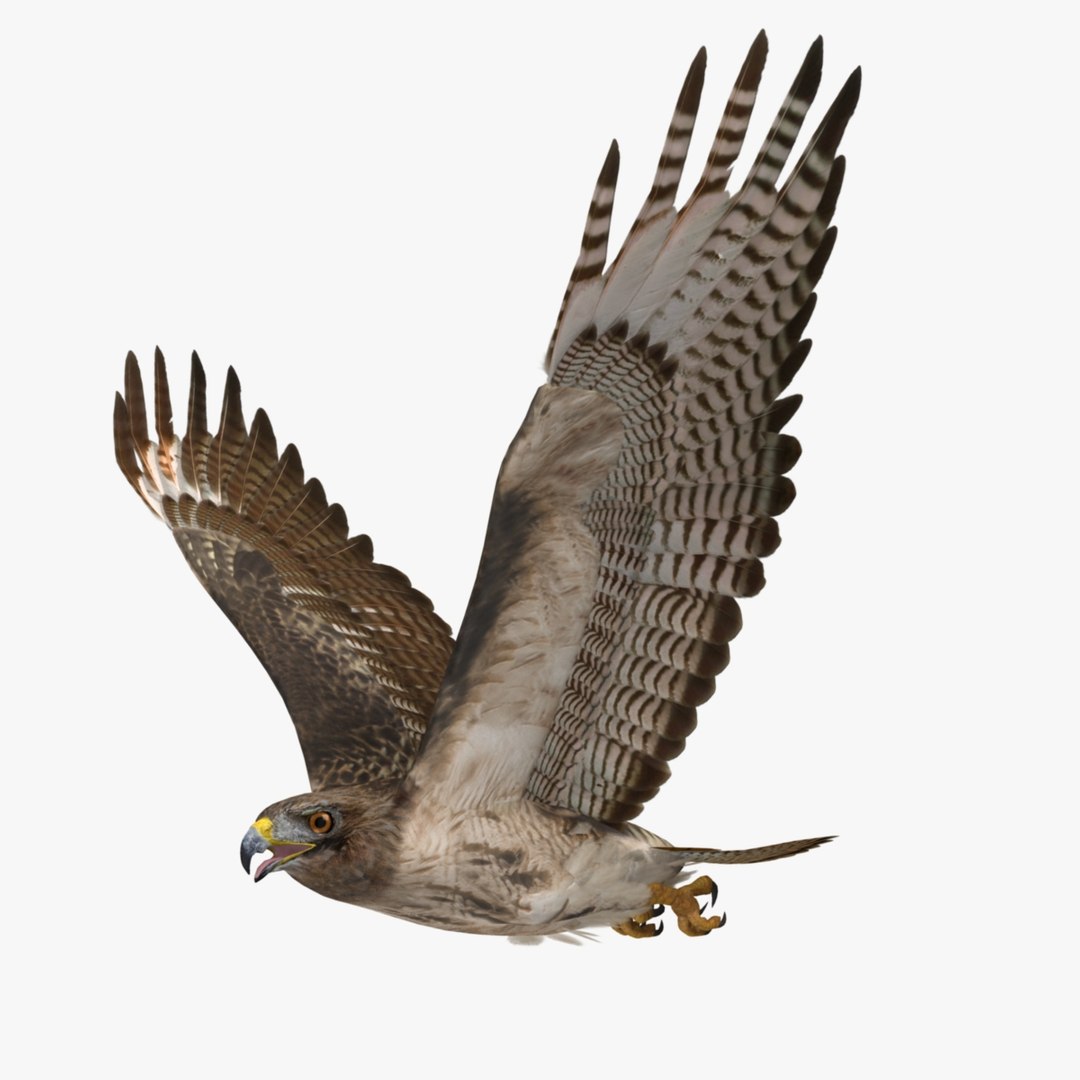 3d Model Buteo Jamaicensis Red-tailed Hawk