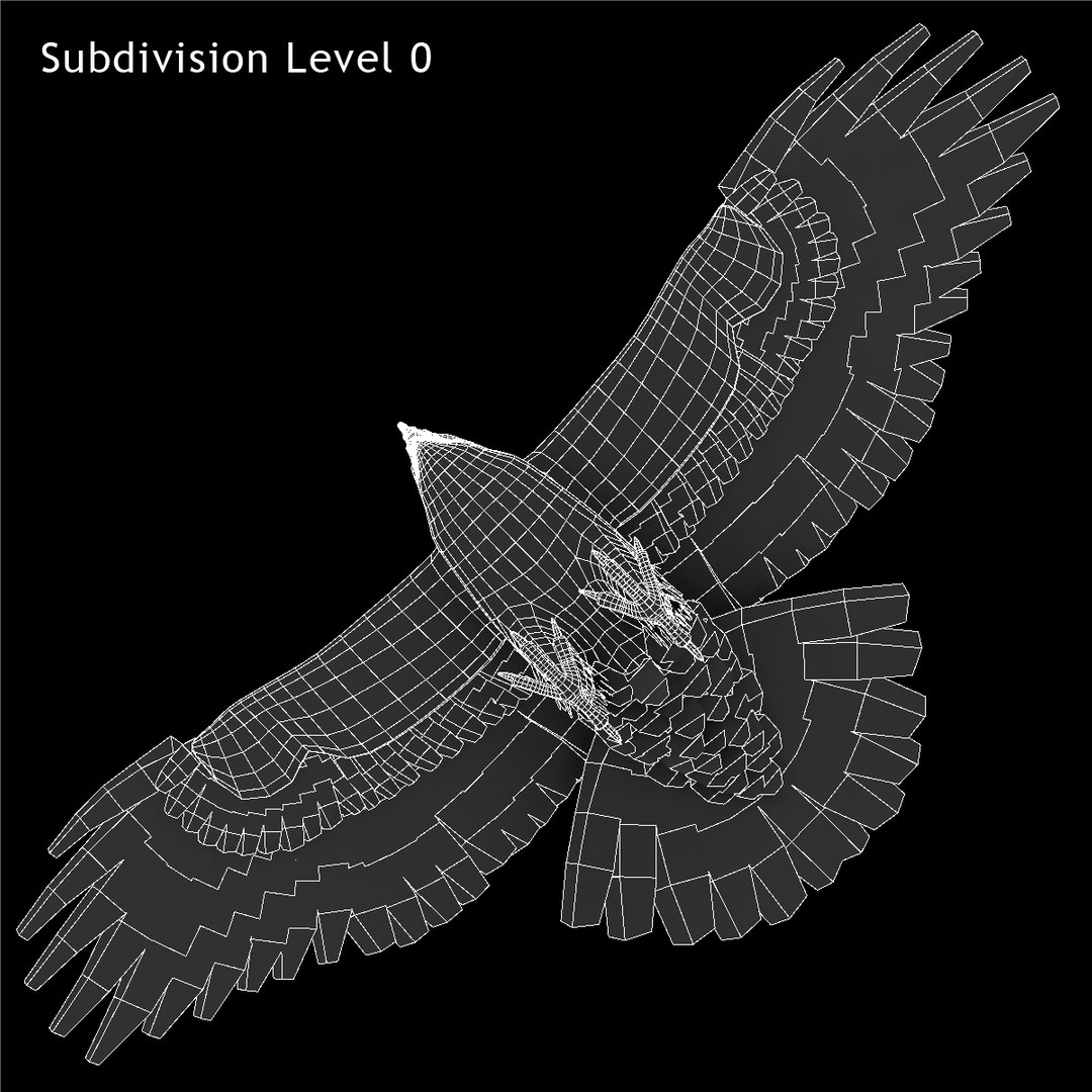 3d model buteo jamaicensis red-tailed hawk
