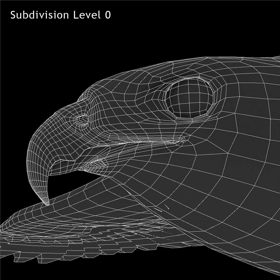 3d model buteo jamaicensis red-tailed hawk