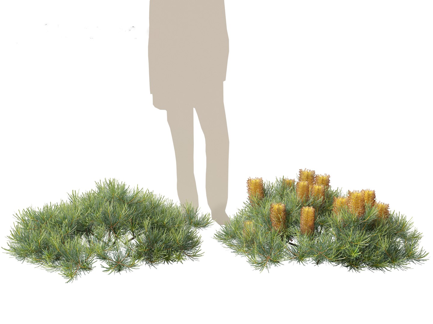 Banksia spinulosa Cherry Candles - Banksia 3D model - TurboSquid 2180428