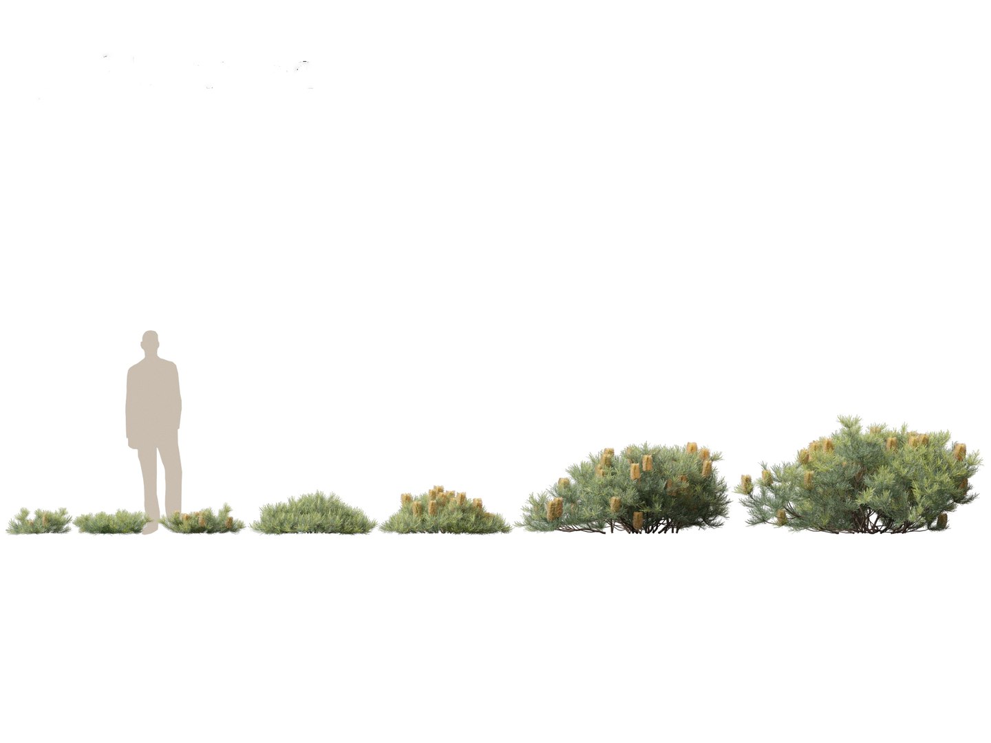 Banksia spinulosa Cherry Candles - Banksia 3D model - TurboSquid 2180428