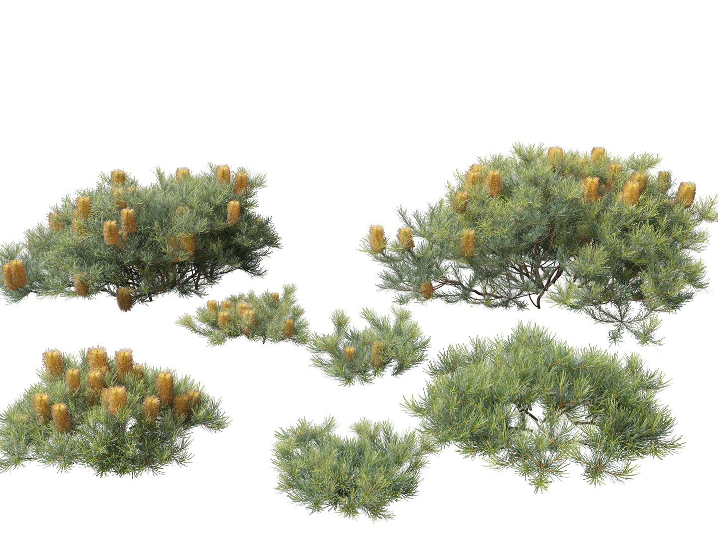 Banksia spinulosa Cherry Candles - Banksia 3D model - TurboSquid 2180428