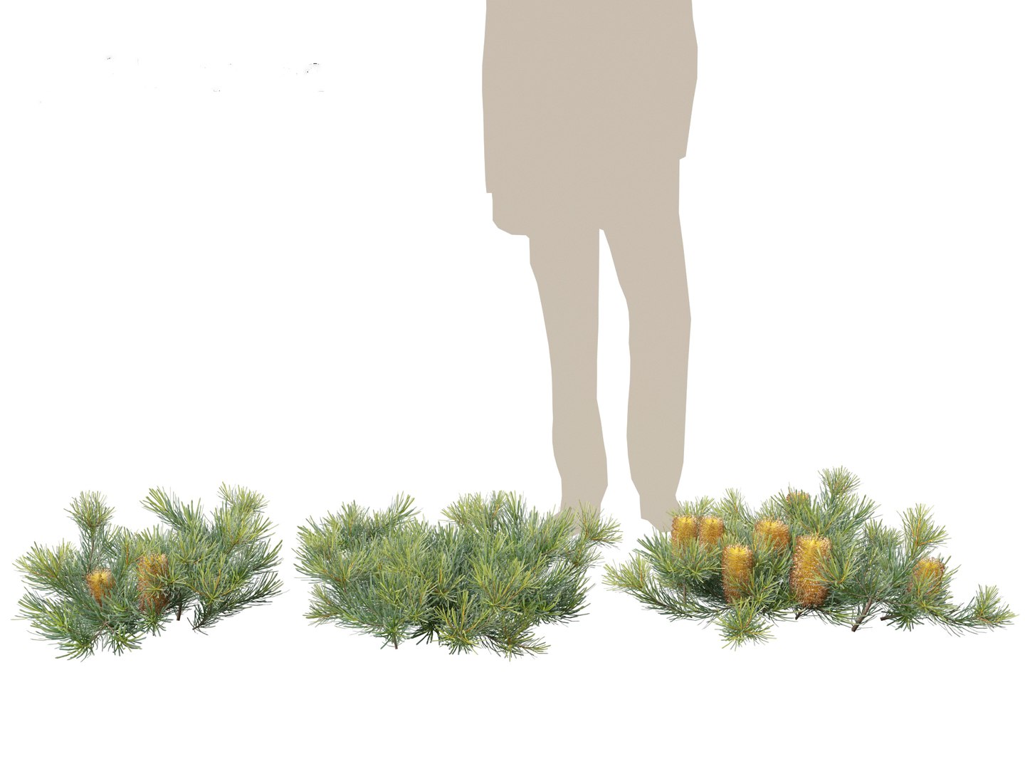 Banksia spinulosa Cherry Candles - Banksia 3D model - TurboSquid 2180428