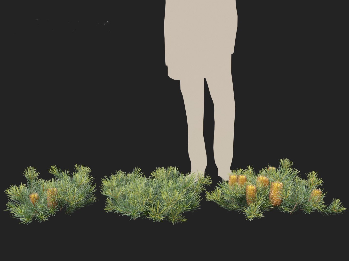 Banksia spinulosa Cherry Candles - Banksia 3D model - TurboSquid 2180428