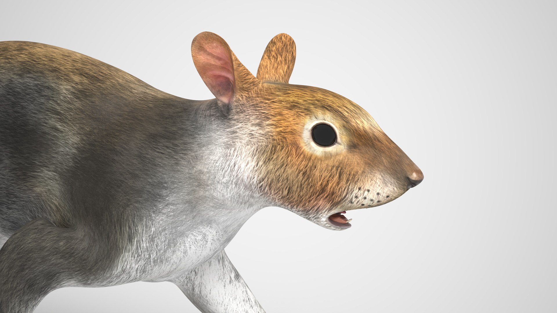 Gray Squirrel Rigged For Maya 3D Model - TurboSquid 2280287