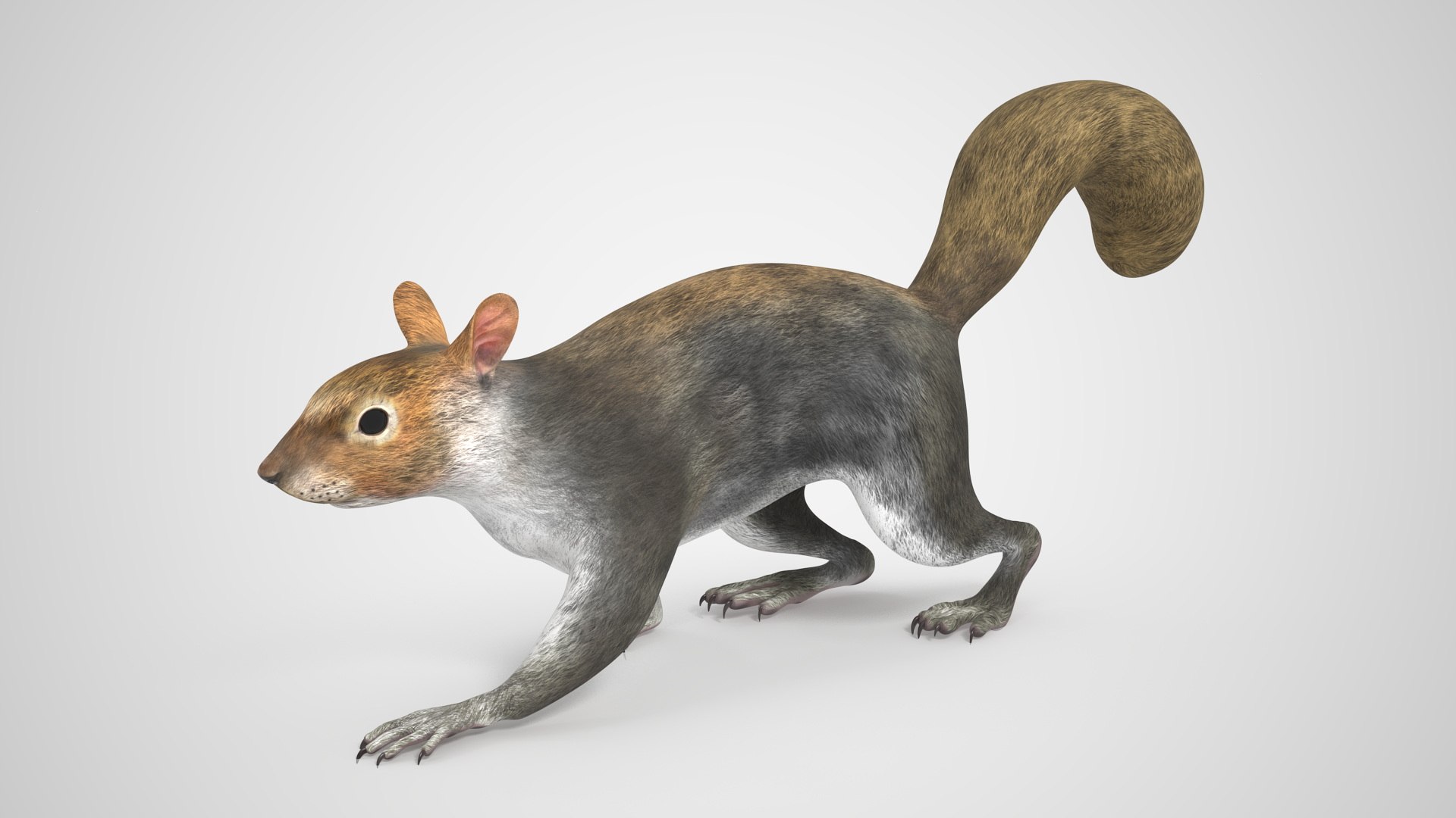 Gray Squirrel Rigged For Maya 3D Model - TurboSquid 2280287
