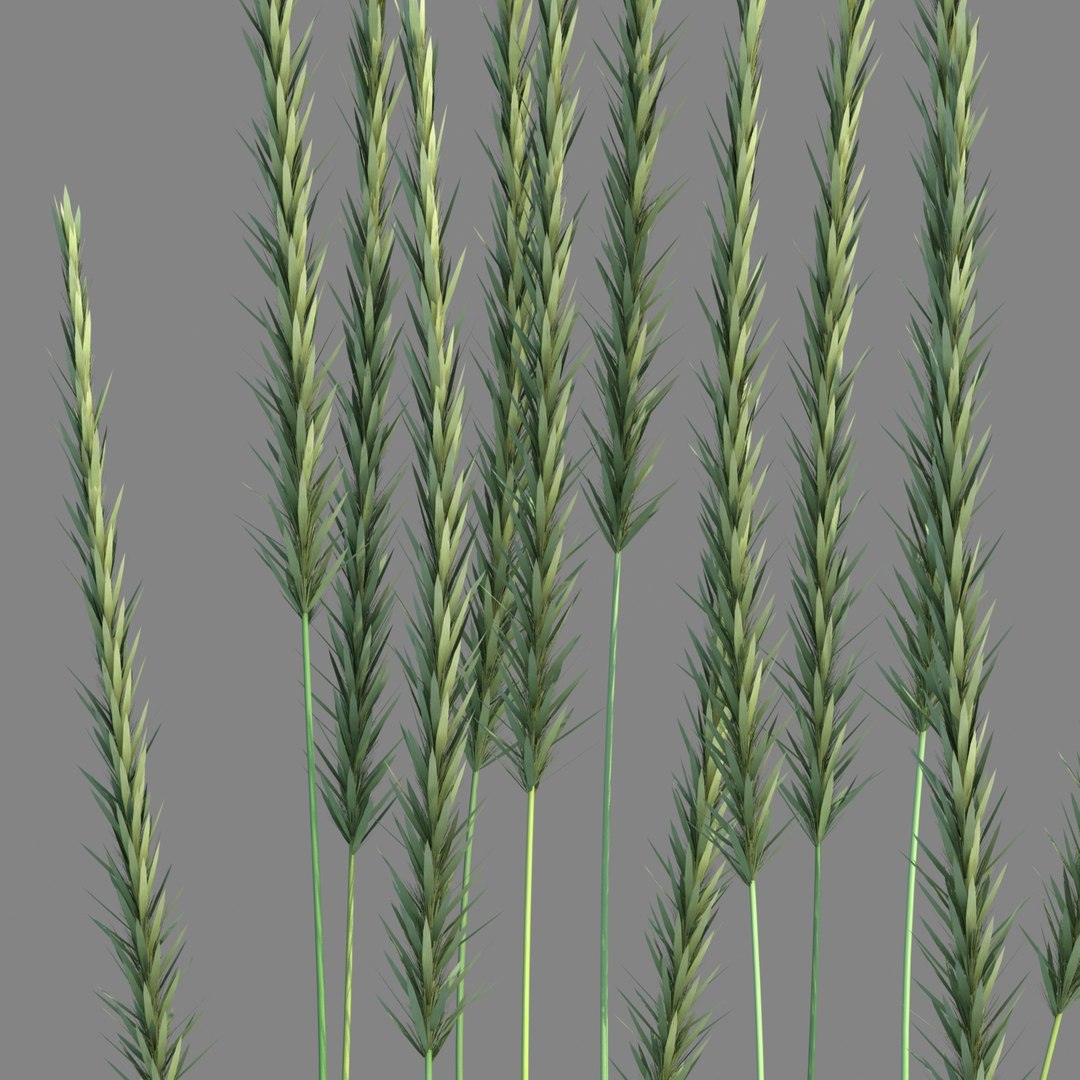 3D Great Basin Wildrye Model - TurboSquid 1658406