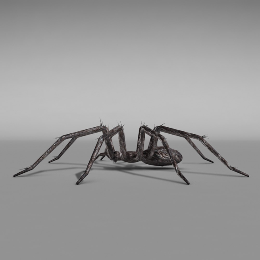 Spider Model - TurboSquid 578032