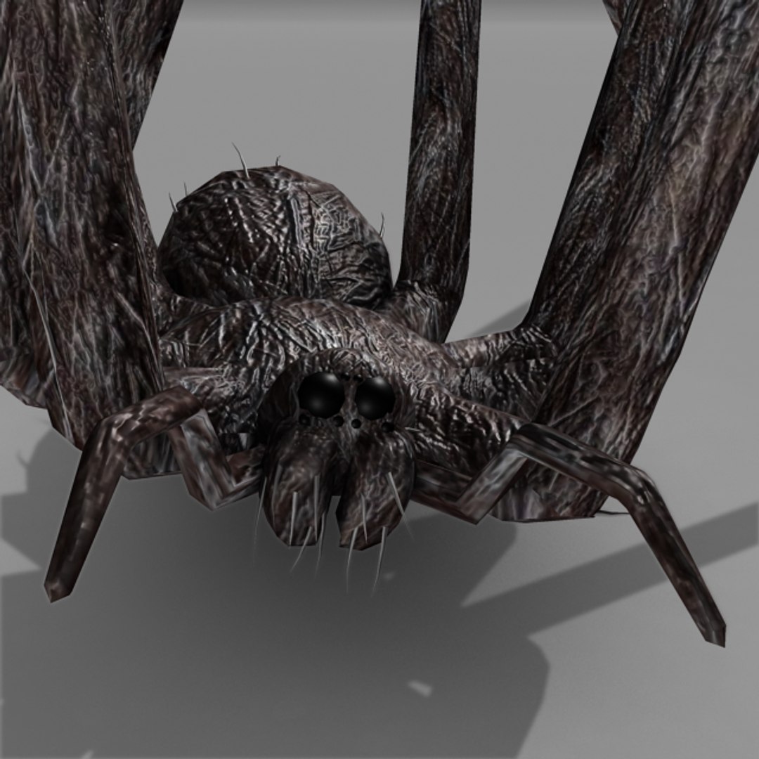 Spider Model - TurboSquid 578032
