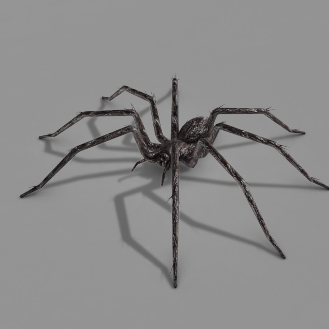 Spider Model - TurboSquid 578032