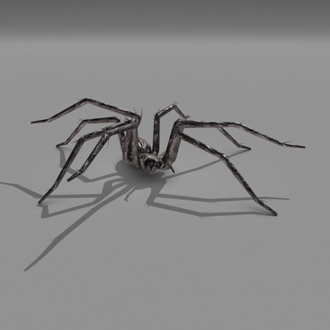 Spider Model - TurboSquid 578032
