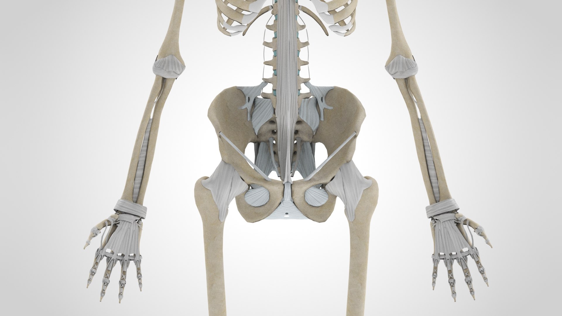 Human Skeleton With Ligaments 3D Model - TurboSquid 1814615