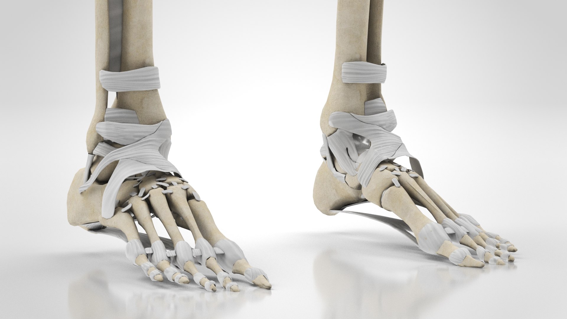 Human Skeleton With Ligaments 3D Model - TurboSquid 1814615