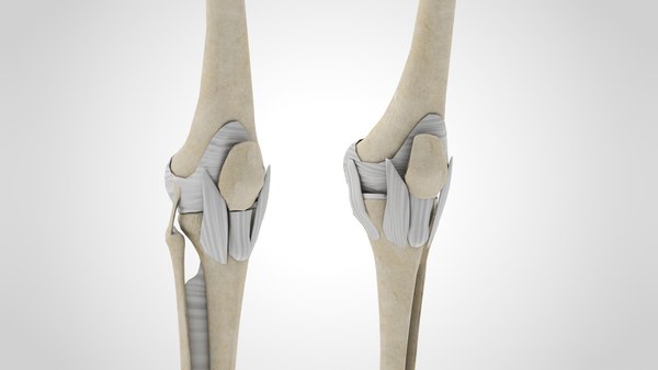 Human skeleton with Ligaments 3D model - TurboSquid 1814615
