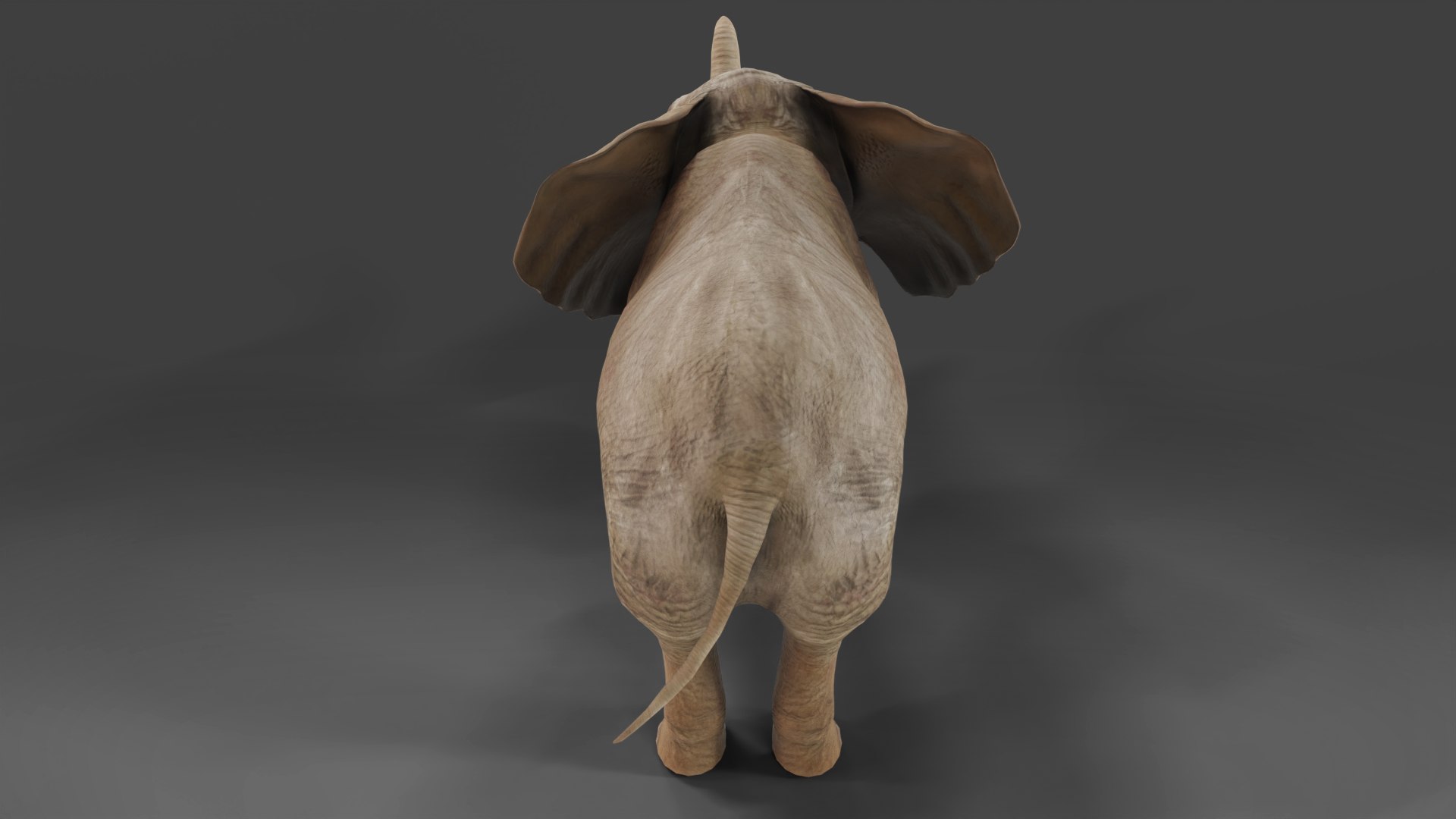Baby Elephant Rigged and Animation Unity V02 3D model - TurboSquid 2013992