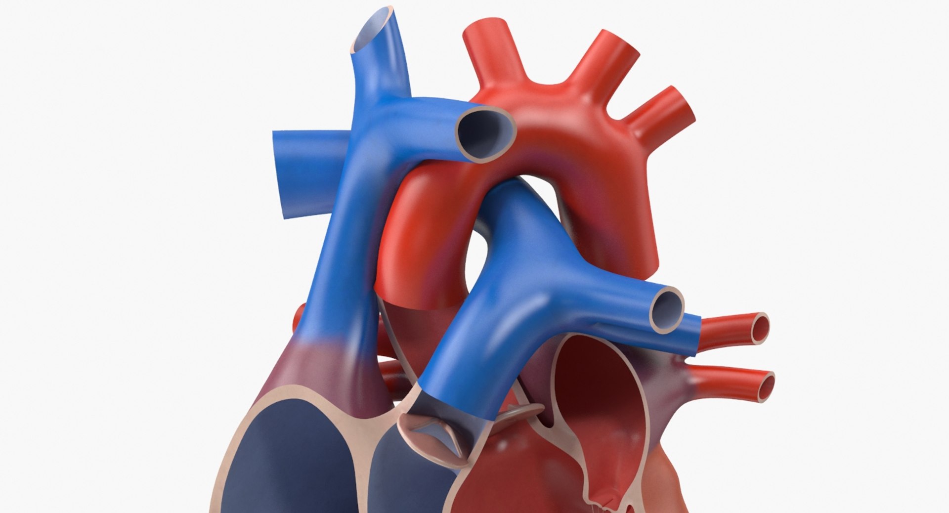 3d Model Human Heart Cutaway