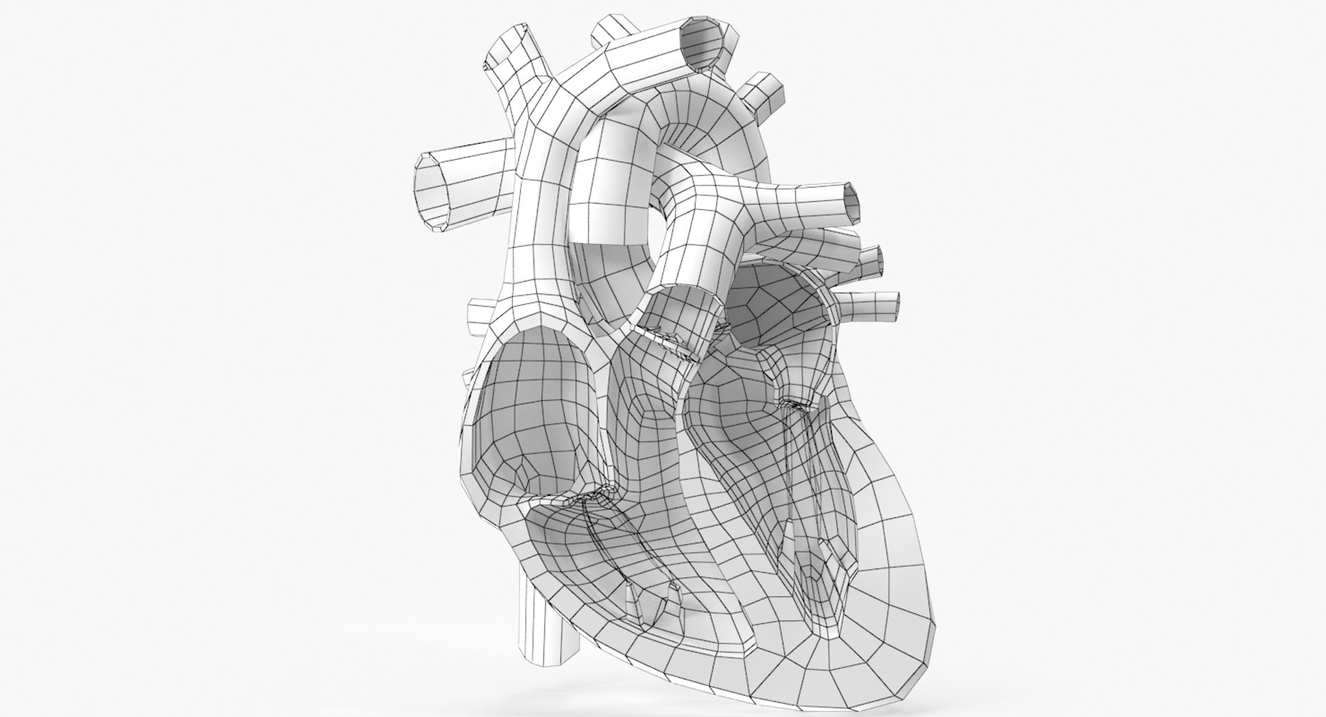 3d Model Human Heart Cutaway