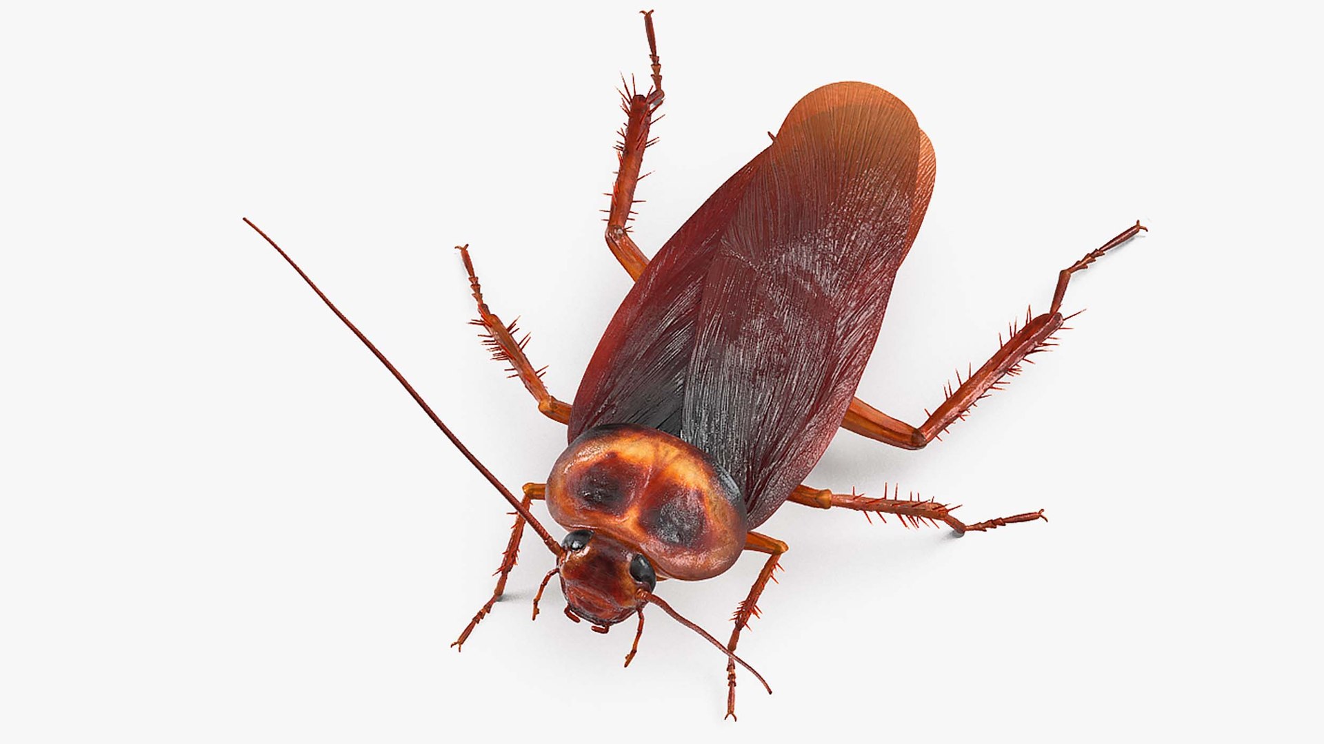 Animated Cockroach Creeps Rigged for Maya 3D model - TurboSquid 2102990