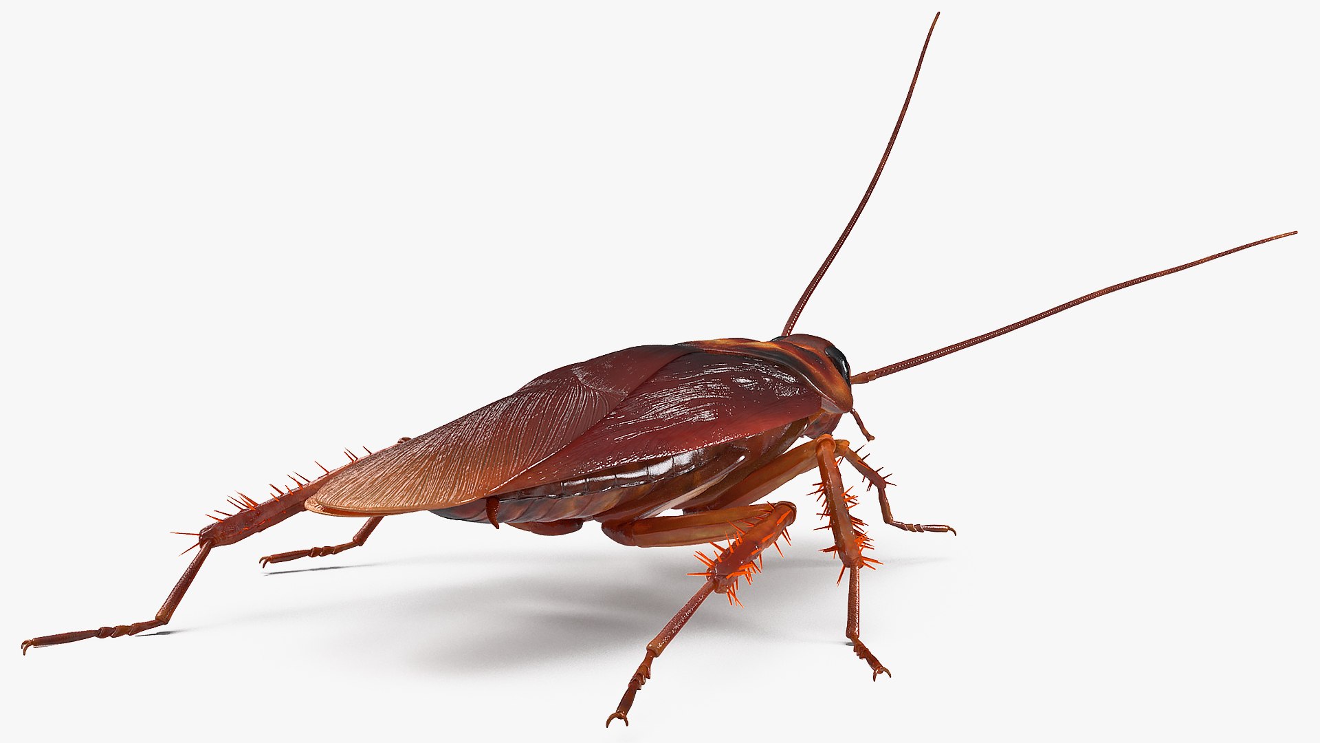 Animated Cockroach Creeps Rigged For Maya 3D Model - TurboSquid 2102990
