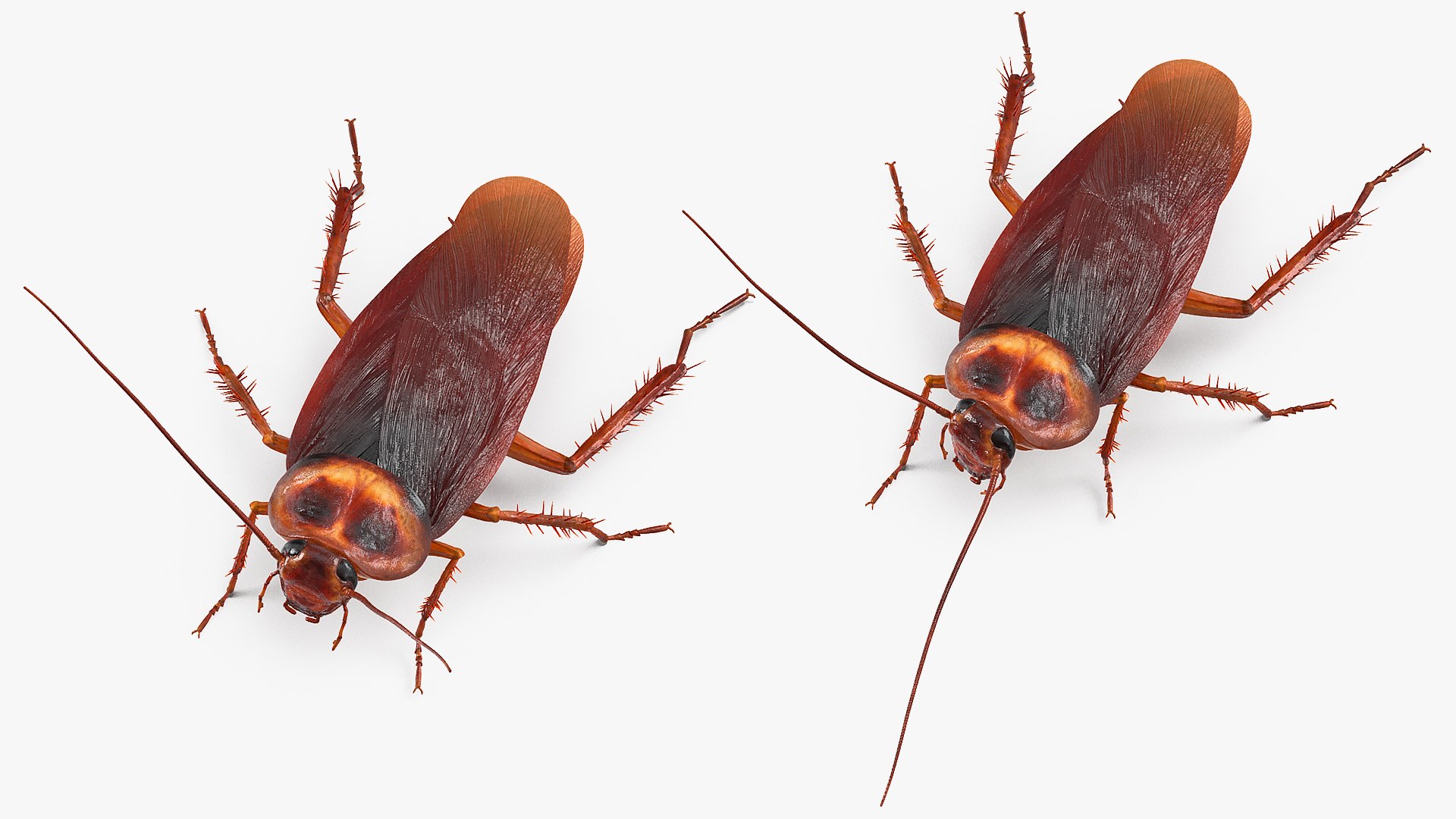 Animated Cockroach Creeps Rigged For Maya 3D Model - TurboSquid 2102990