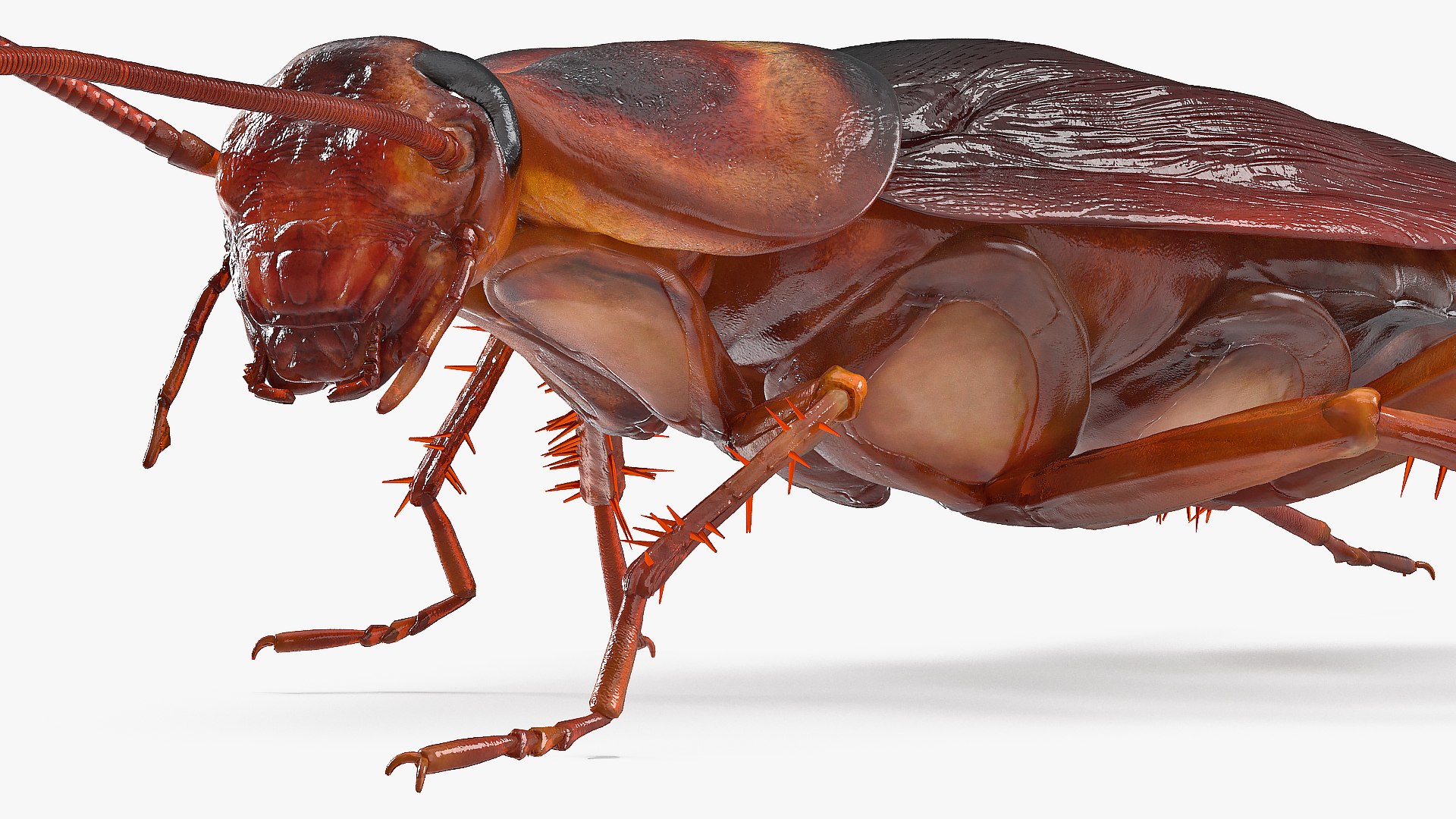 Animated Cockroach Creeps Rigged for Maya 3D model - TurboSquid 2102990