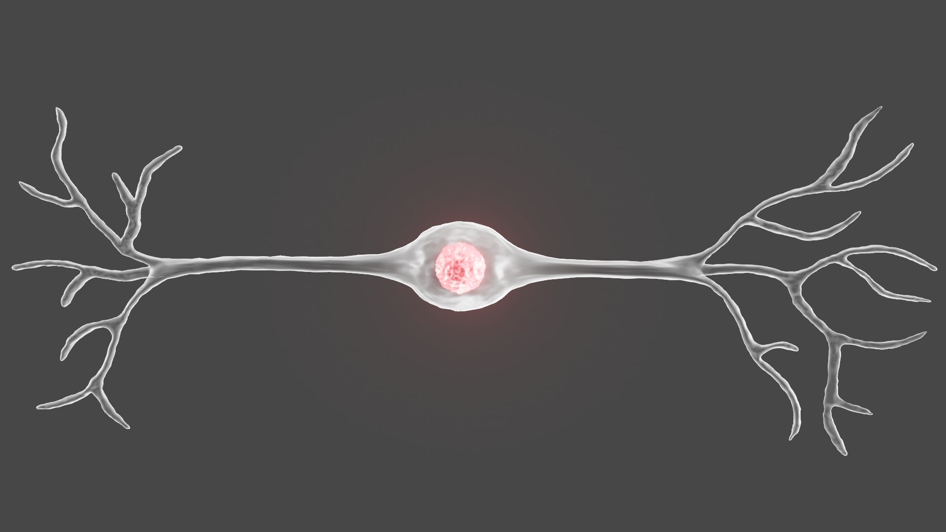 Bipolar Neuron 3D 모델 - TurboSquid 2028804