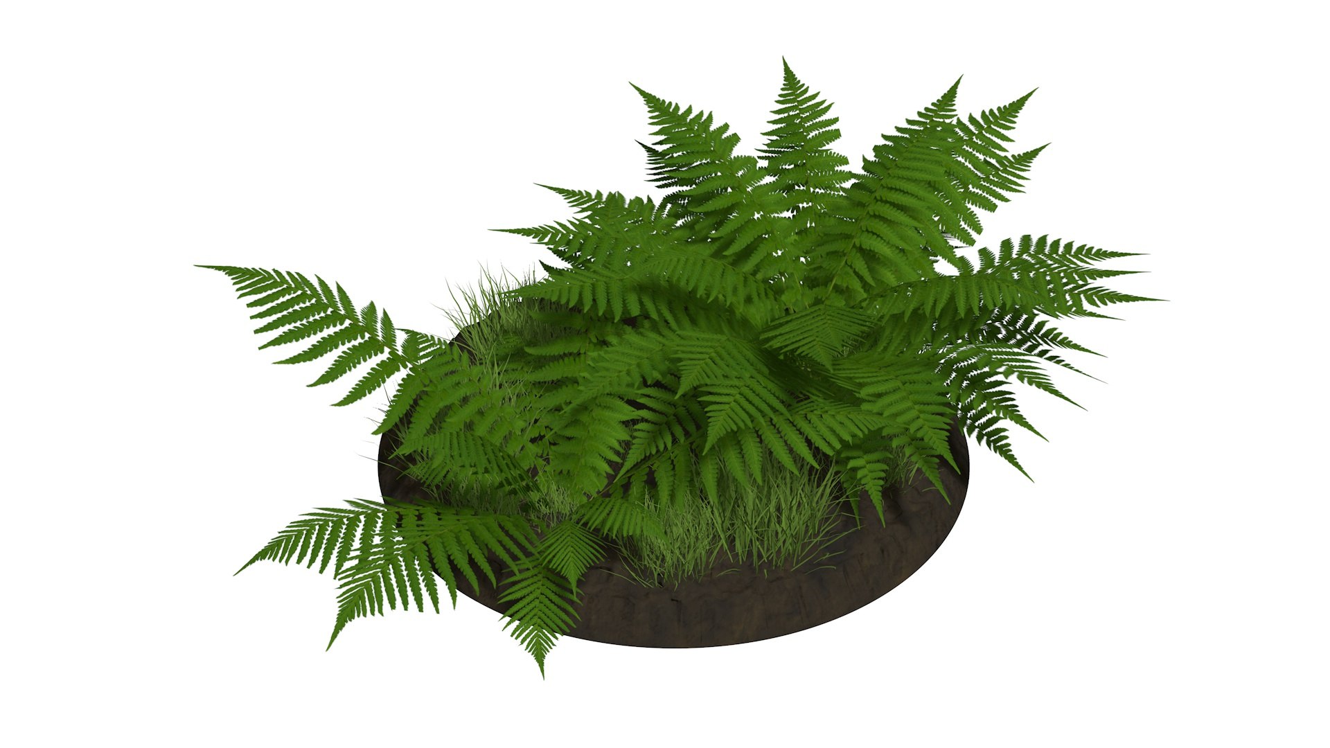 3D Fern Low Poly R3 - TurboSquid 2338408
