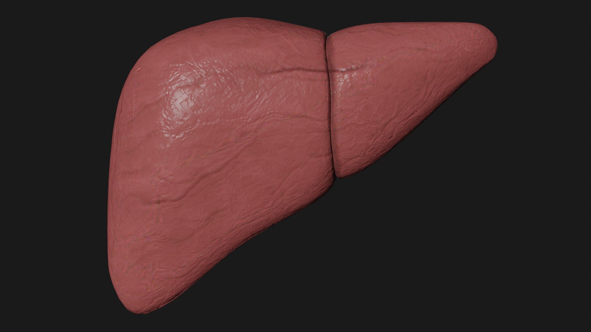 Liver 3D Model - TurboSquid 1673536