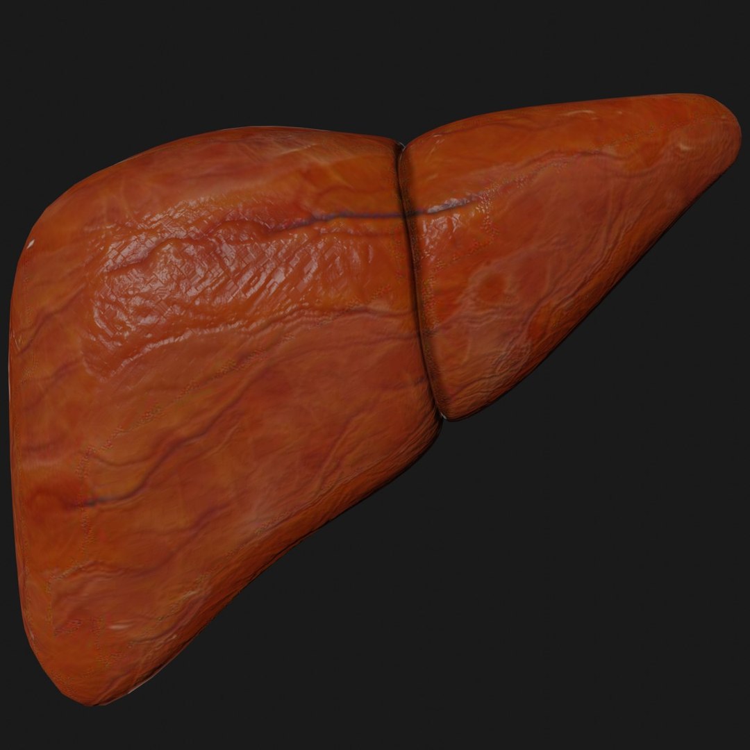 Liver 3D Model - TurboSquid 1673536