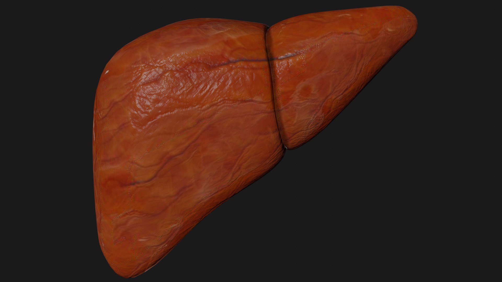 Liver 3D Model - TurboSquid 1673536