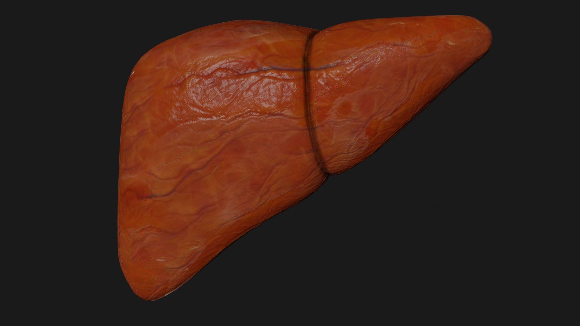 Liver 3D Model - TurboSquid 1673536