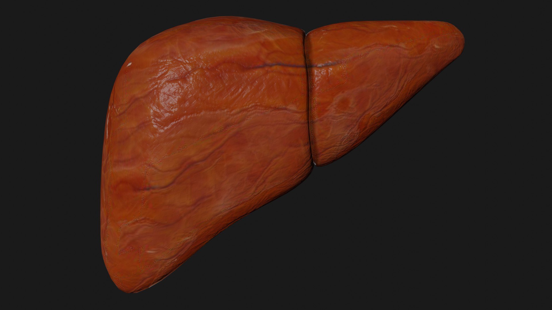 Liver 3D Model - TurboSquid 1673536