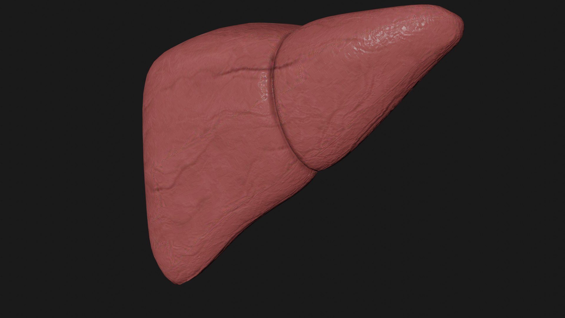 Liver 3D Model - TurboSquid 1673536