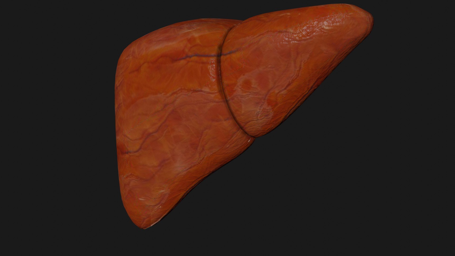 Liver 3D Model - TurboSquid 1673536