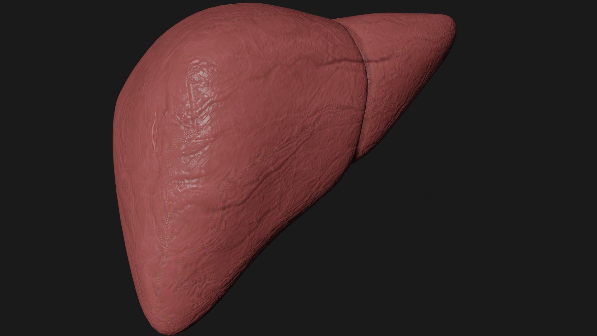Liver 3D Model - TurboSquid 1673536