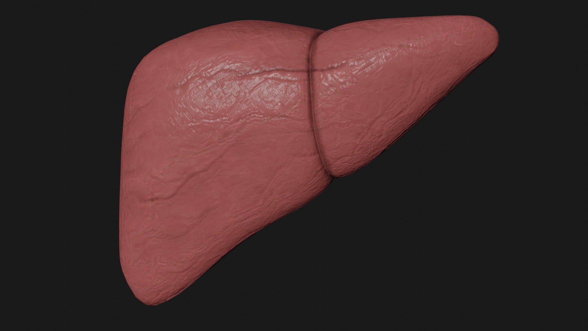 Liver 3D Model - TurboSquid 1673536