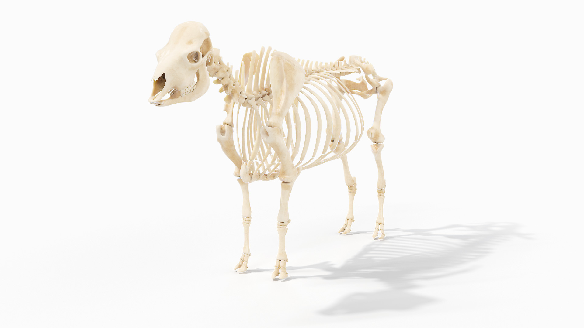 3D Model Cow Body And Skeleton Static - TurboSquid 1893410