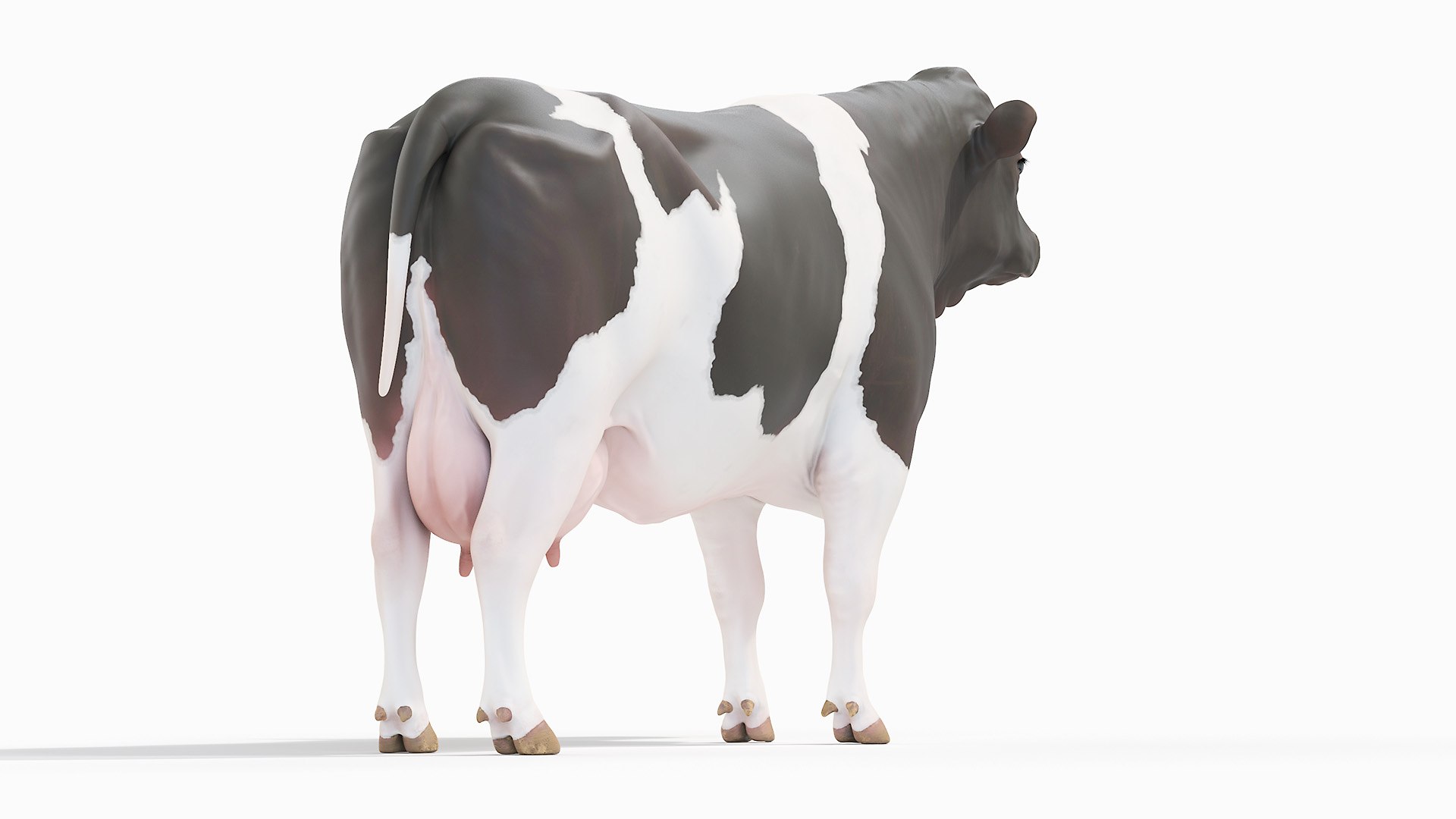 3D Model Cow Body And Skeleton Static - TurboSquid 1893410