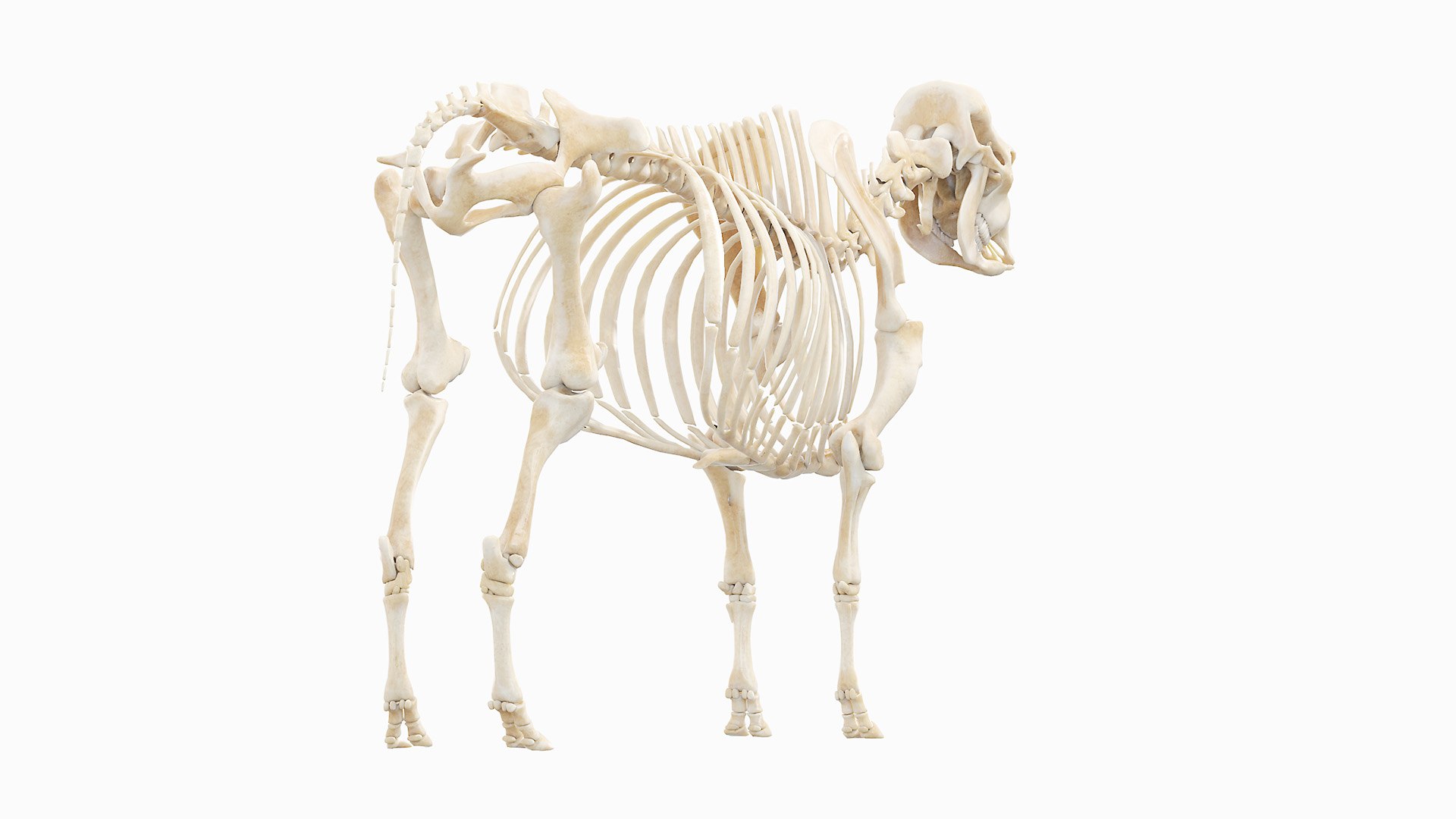 3D Model Cow Body And Skeleton Static - TurboSquid 1893410