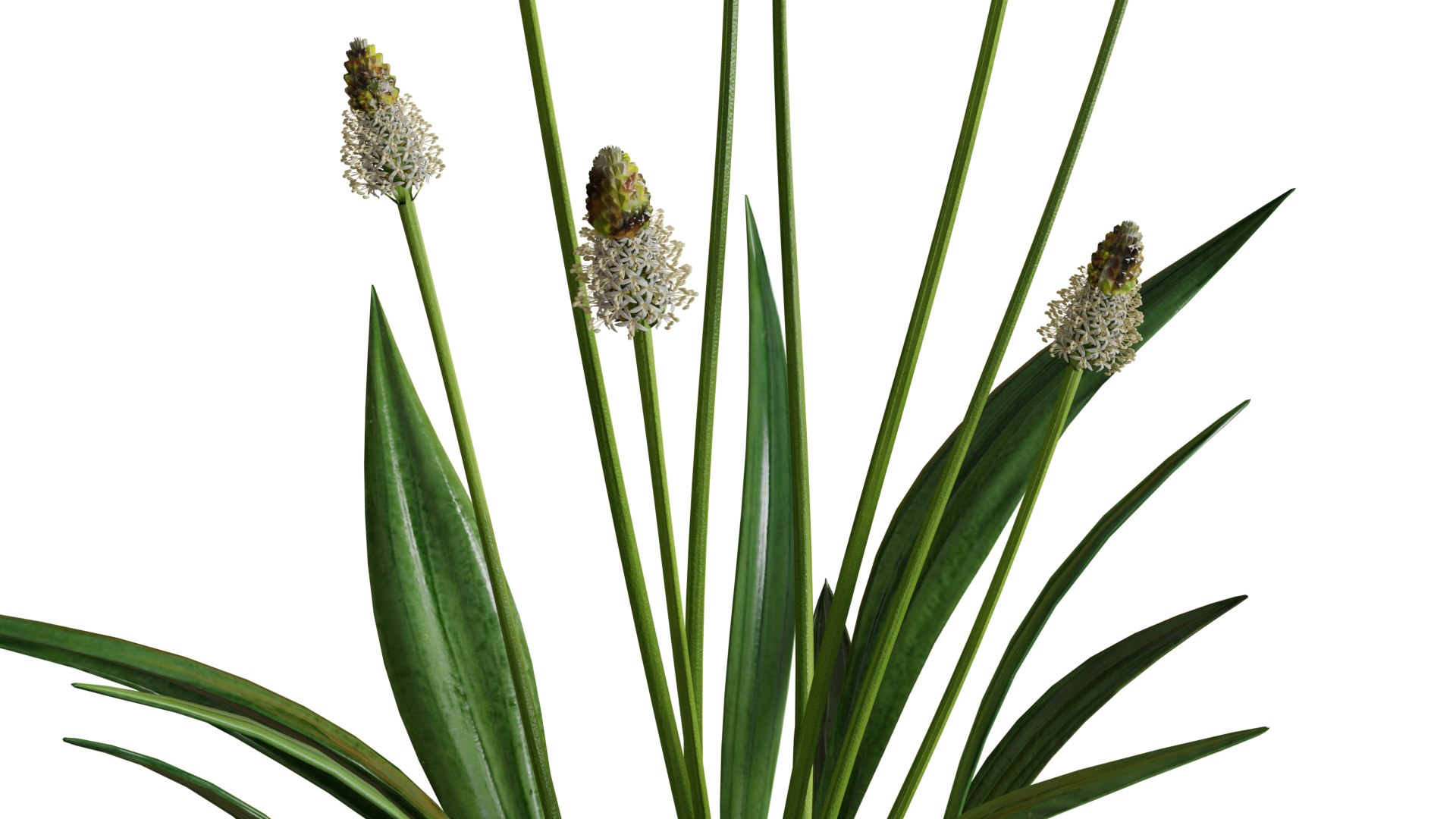 Ribwort Plantain Flower 3D Model - TurboSquid 1757145