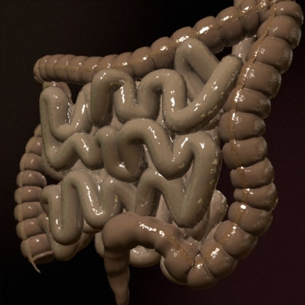 3d model realistic colon