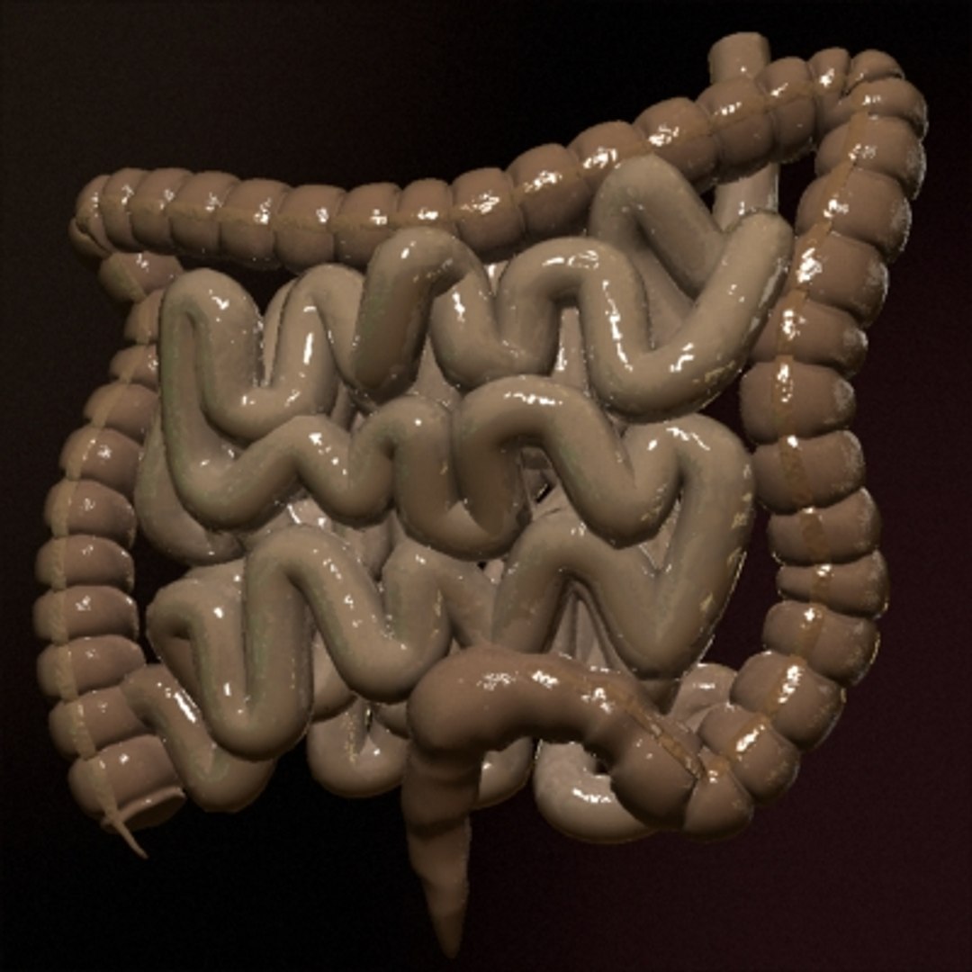 3d Model Realistic Colon