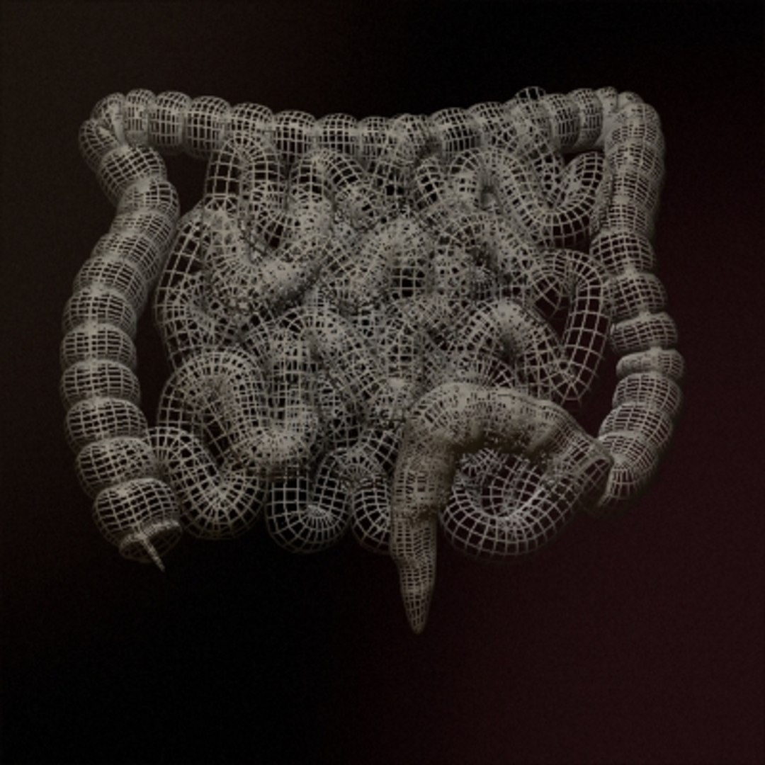 3d Model Realistic Colon