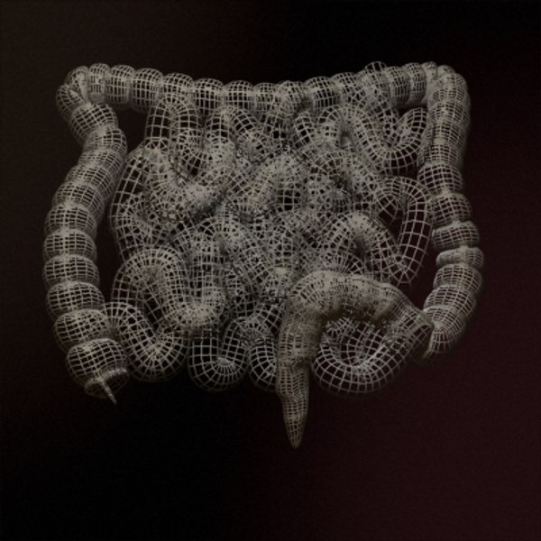 3d model realistic colon