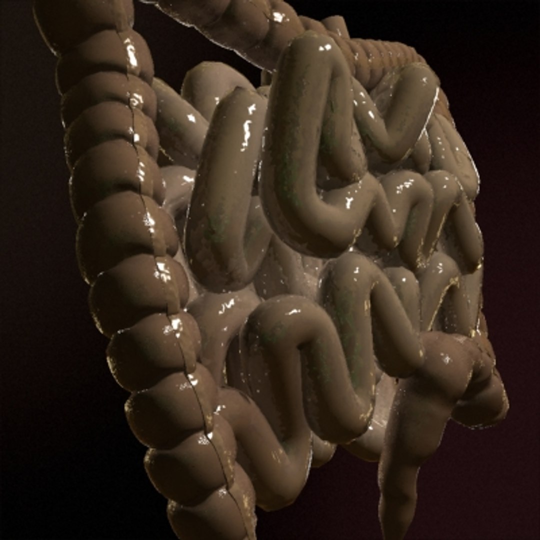 3d Model Realistic Colon