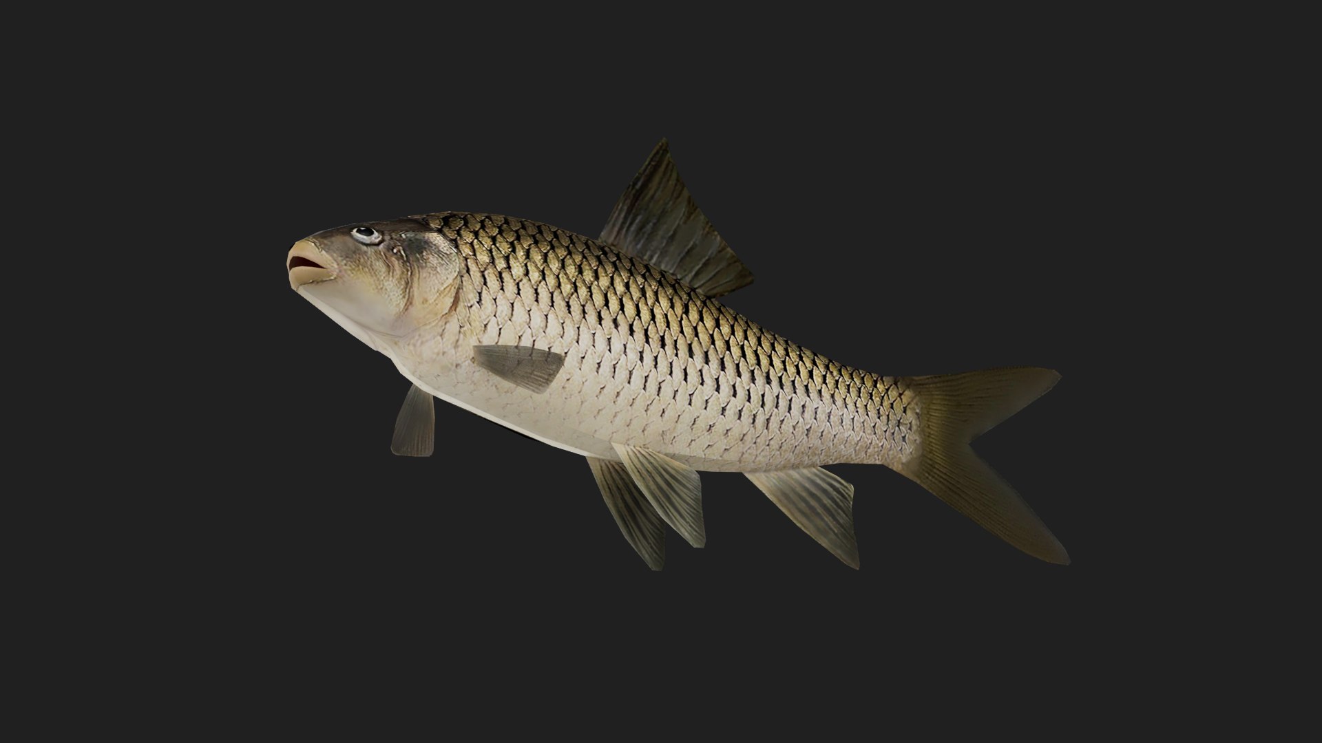 3D Carp Model - TurboSquid 2125428