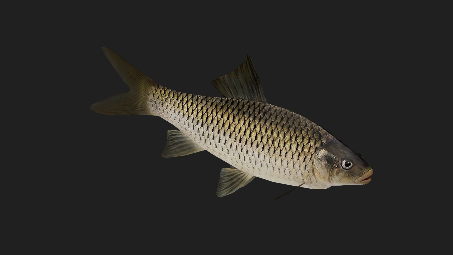3D Carp Model - TurboSquid 2125428