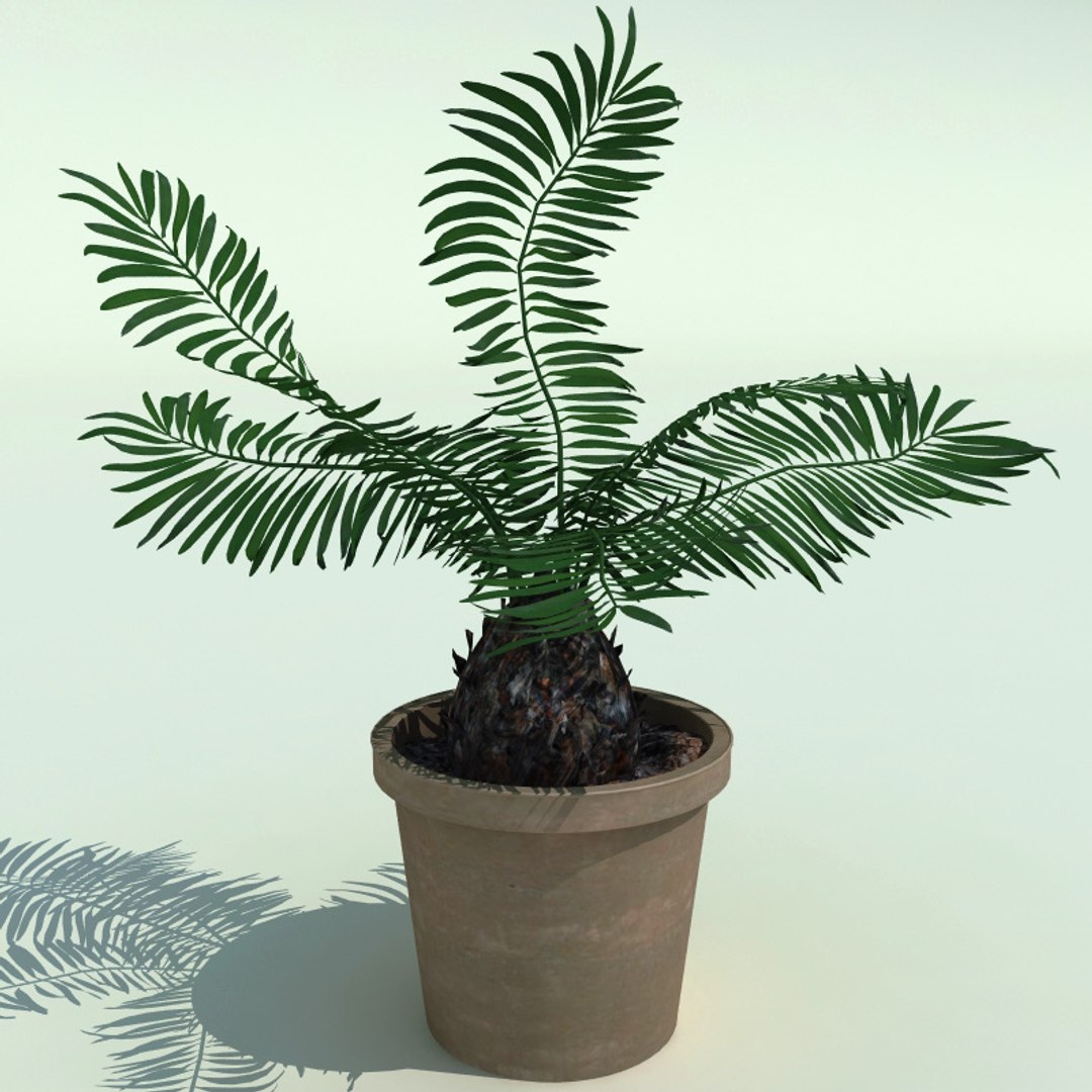 3d Cycas Revoluta Model