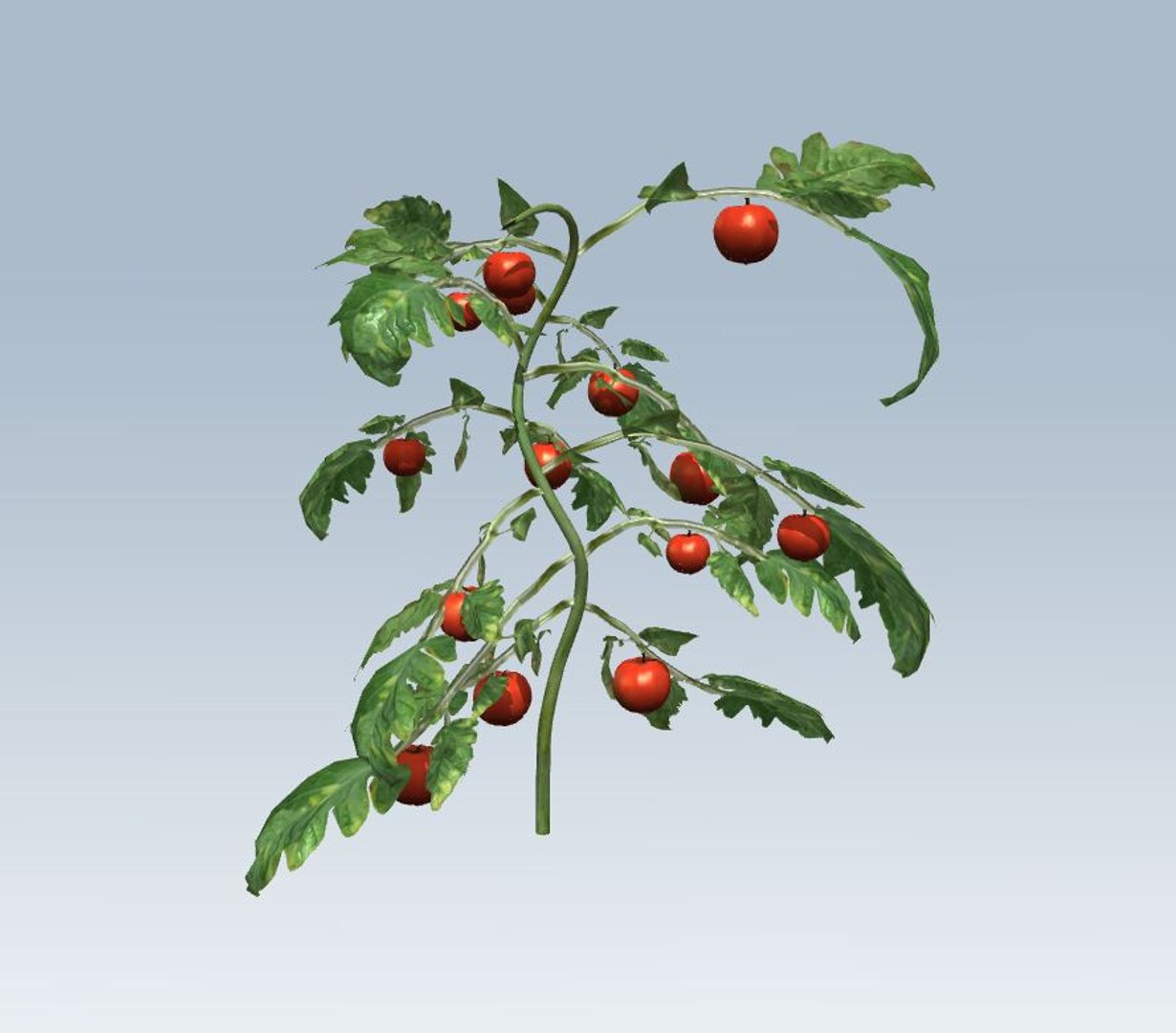 3D Tomato - TurboSquid 1355425